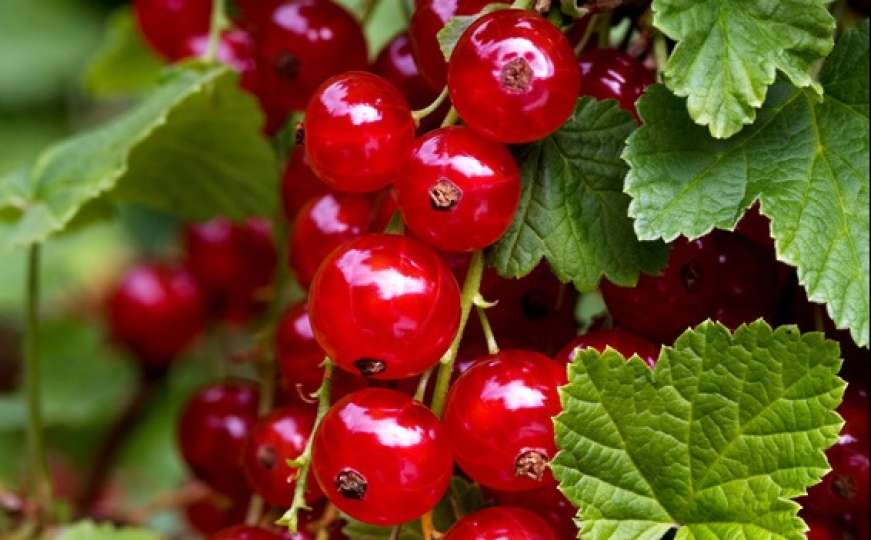Crvene ribizle višestruko korisne: Prepune vitamina, vlakana i proteina ...