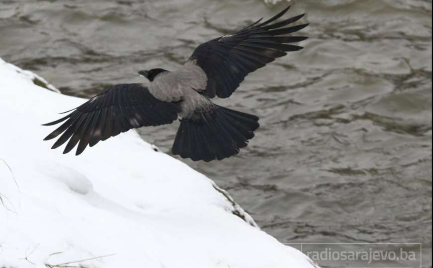 KS /Vrane u Sarajevu: Šta o svemu kažu ornitolozi, ekipe Hitne pomoći ...