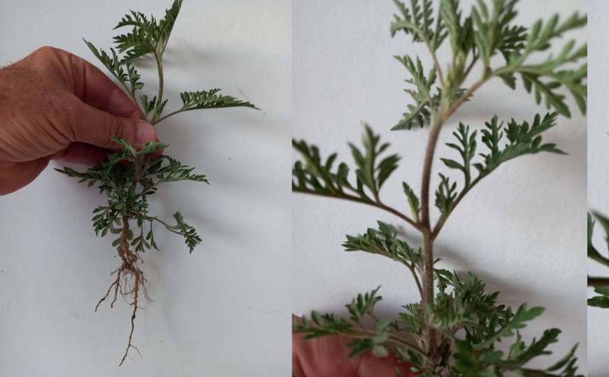 Vrijeme je za uklanjanje ambrozije prije nego postane problem svima ...