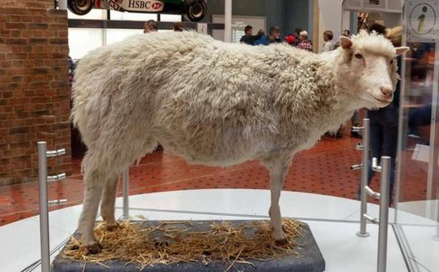 Ostavština klonirane ovce: 25. godina Dolly - Radiosarajevo.ba