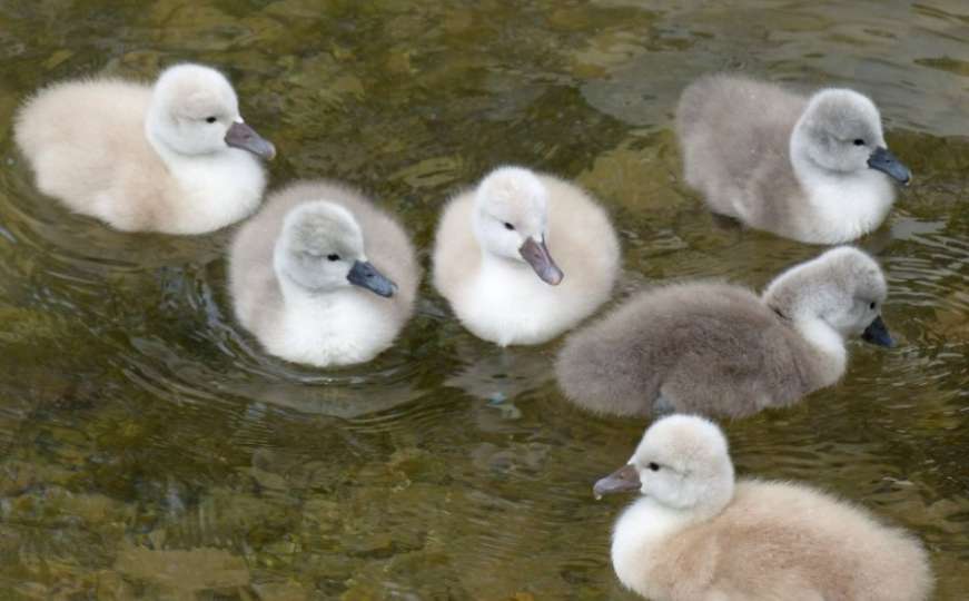 Prve bebe labuda na Vrelu Bosne: Ovo su najslađe fotografije danas ...