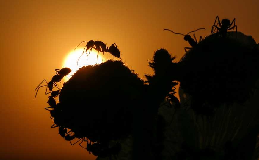 Savjeti zlata vrijedni: Kako se riješiti mrava? - Radiosarajevo.ba