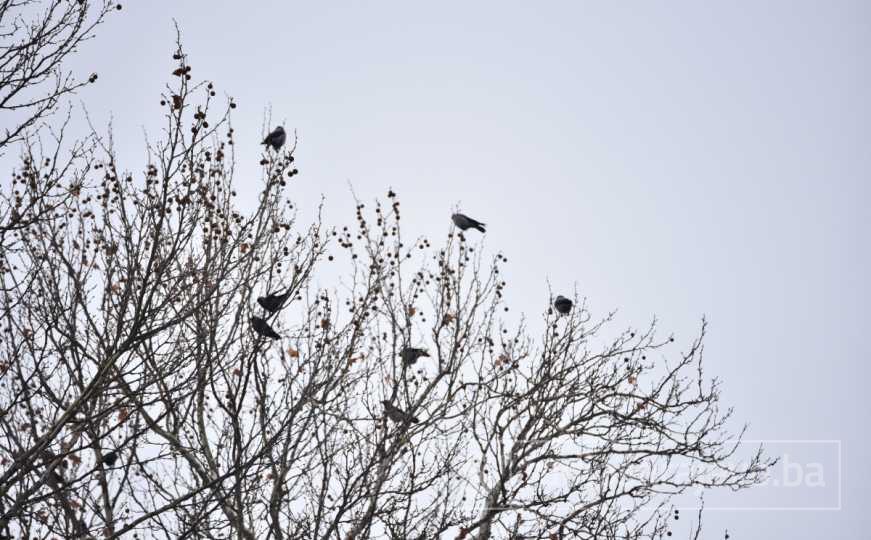 Građani Zagreba zabrinuti: Vrane napadaju svakog prolaznika, pojedinim ...