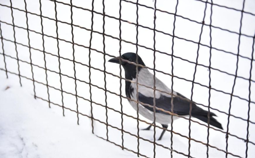 Ovo morate imati uz sebe ako naletite na bijesne vrane: 'Pratit će vas ...