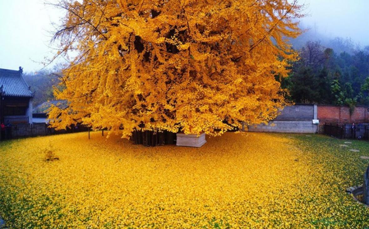FOTO: Drevno Ginko stablo staro preko hiljadu godina, svoje lišće ...