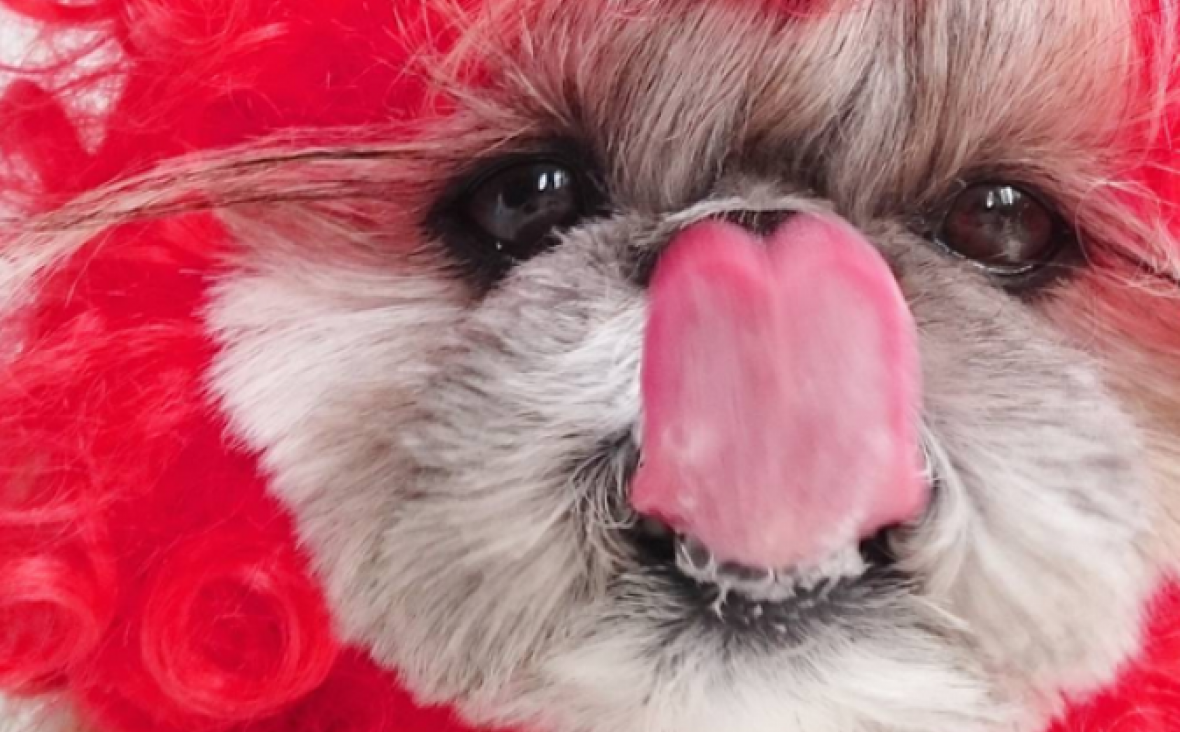 FOTO: Kuma je najslađi pas na Instagramu / Radio Sarajevo