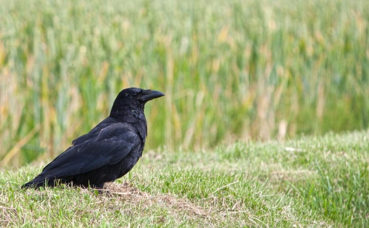 Nevjerovatno /Vrane istrenirane da kupe smeće u francuskom zabavnom ...