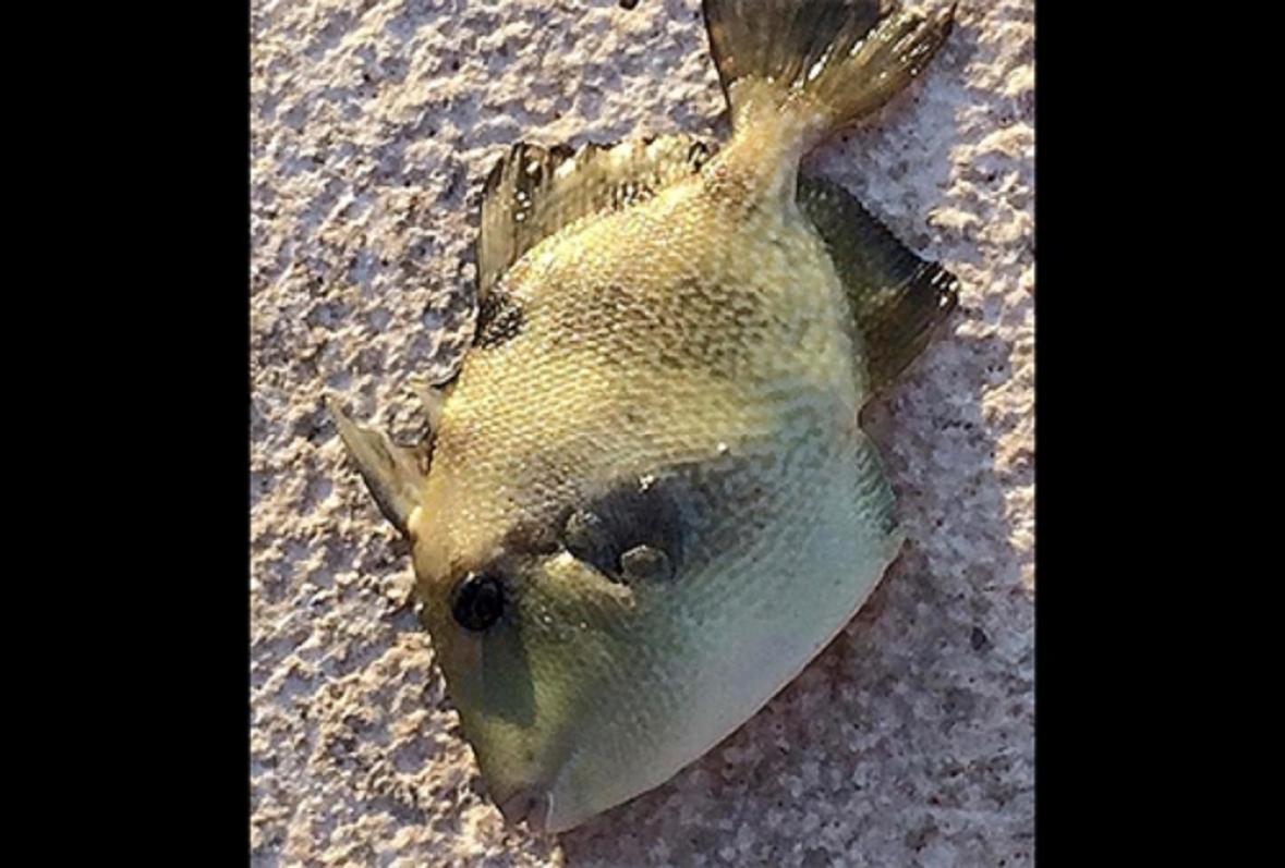 Hrvatska /Tropski kostorog u Jadranu: Ne smijete ga dirati! / Radio ...