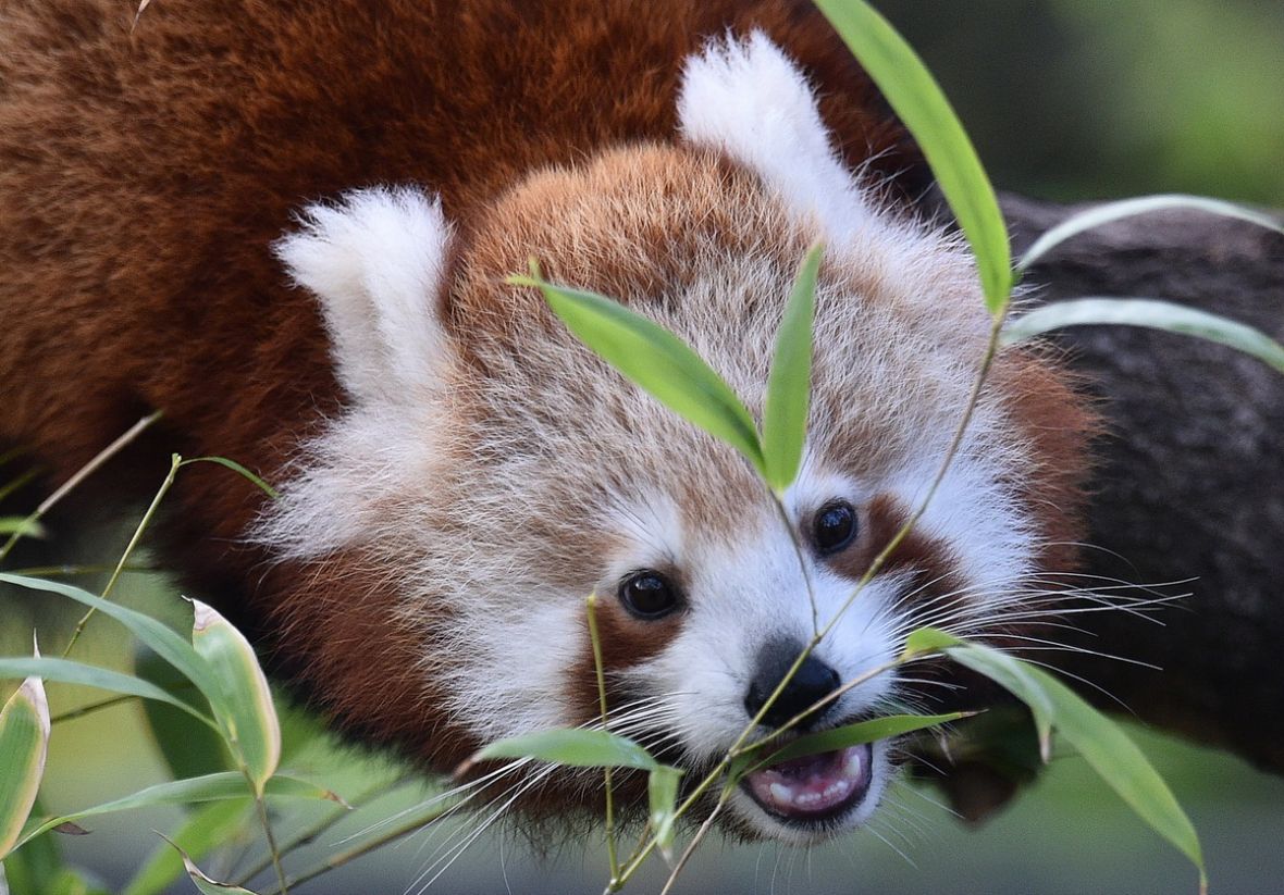 Kina /Crvena panda se vratila u zoo vrt iz kojeg je pobjegla / Radio ...