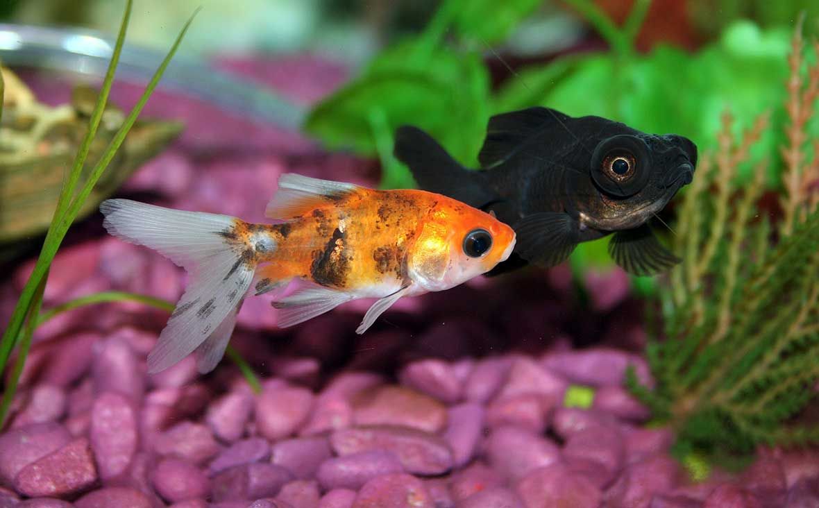 Magična historija: Kako je nastala zlatna ribica, jedna od ...