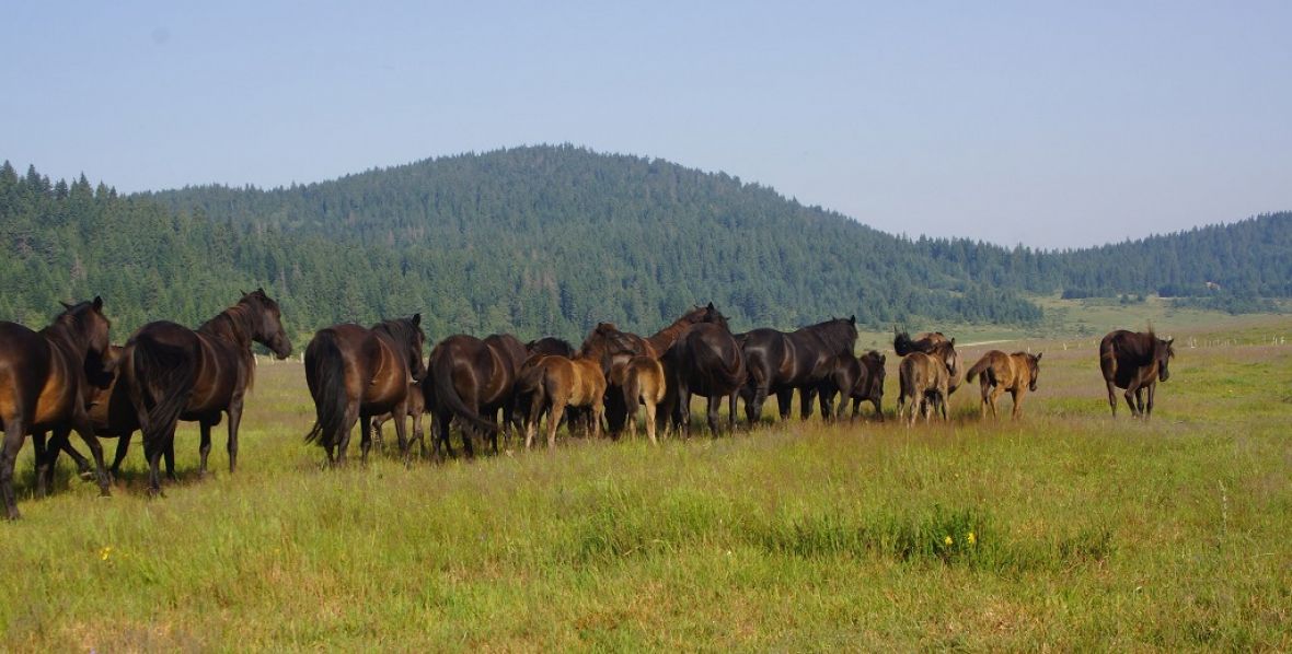 Borike /Bosanski brdski konji gladni i zaboravljeni: Da li će ...