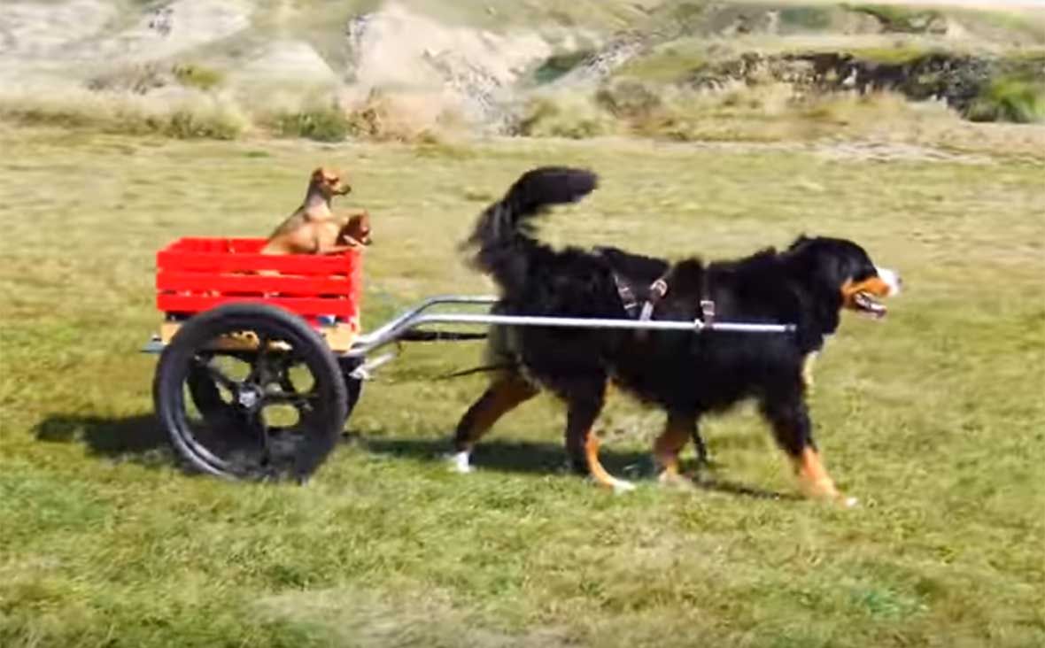 Simpatično /Pseći taksi: Kad veliki pas povede svoje male prijatelje u ...