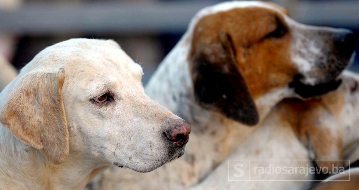 Dogs Trust /U Sarajevu počela revakcinacija pasa lutalica protiv ...