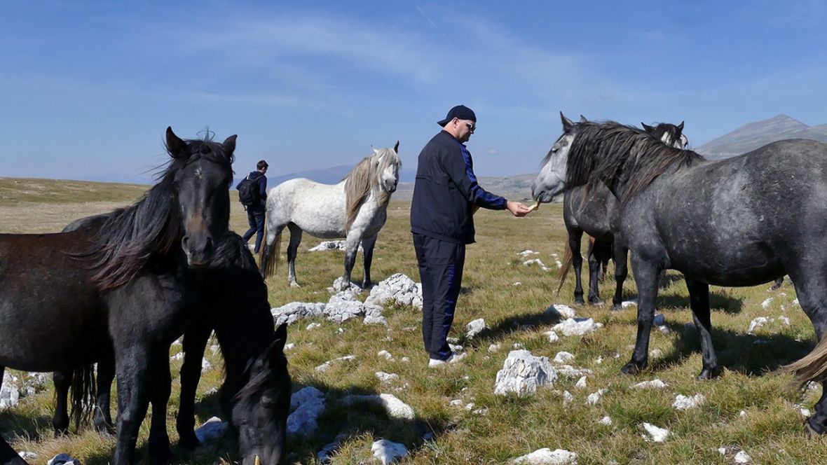 'Vinetuovi konji' /Za divlje konje na planini Cincar zna se u cijelom ...