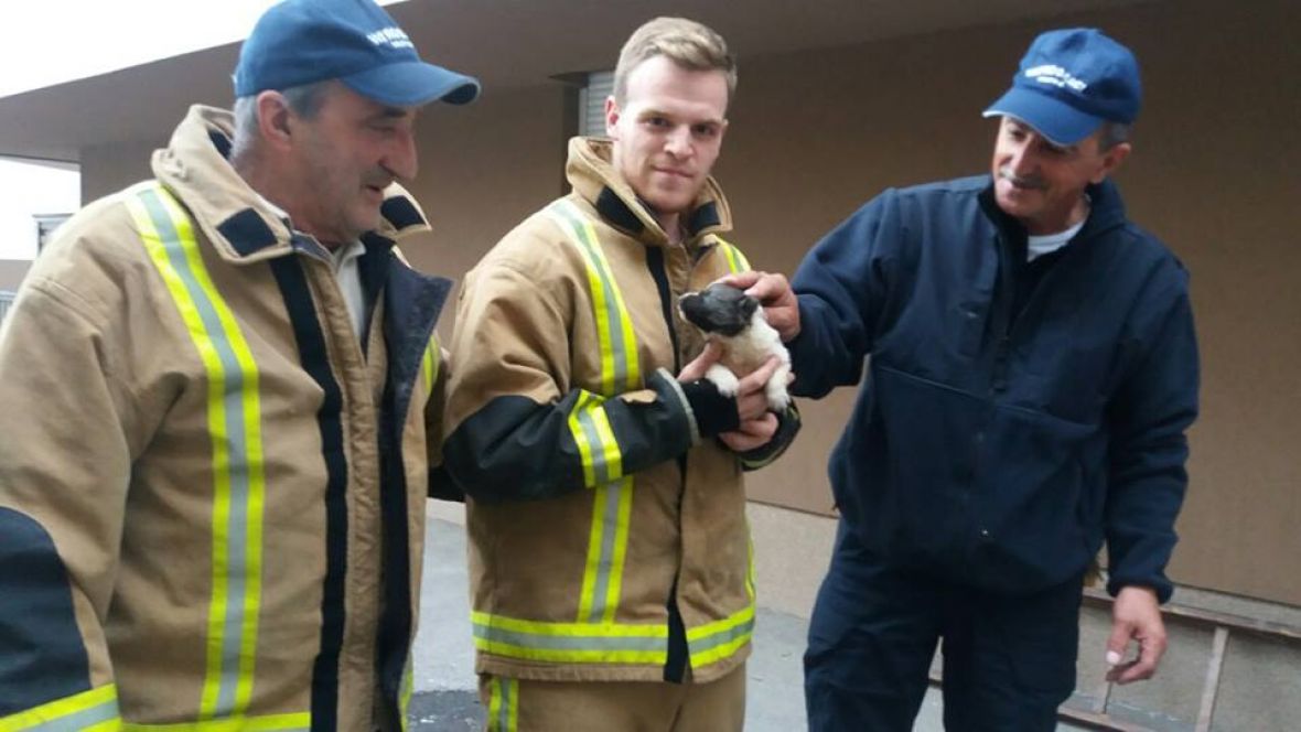 Bravo! /Heroji dana: Sarajevski vatrogasci spasili kučića od sigurne ...