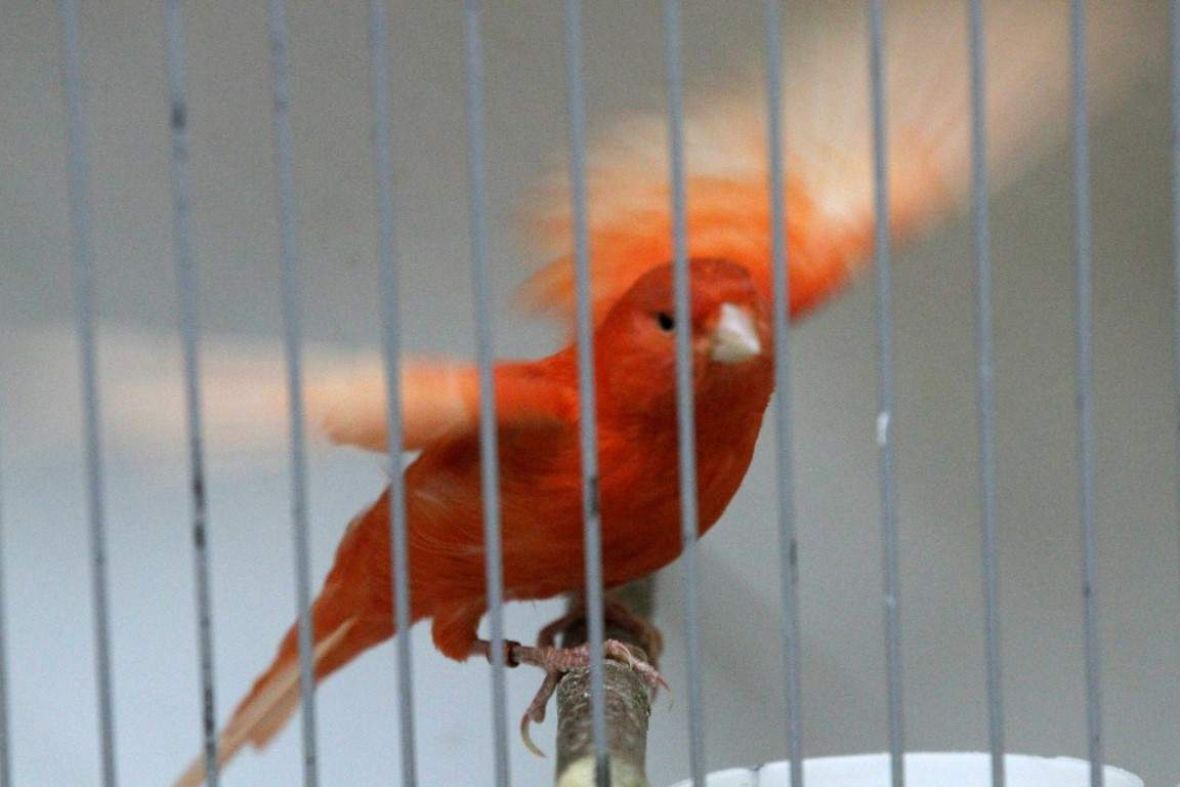 Sarajevo /Međunarodna ornitološka izložba: Leti riba - pliva ptica ...