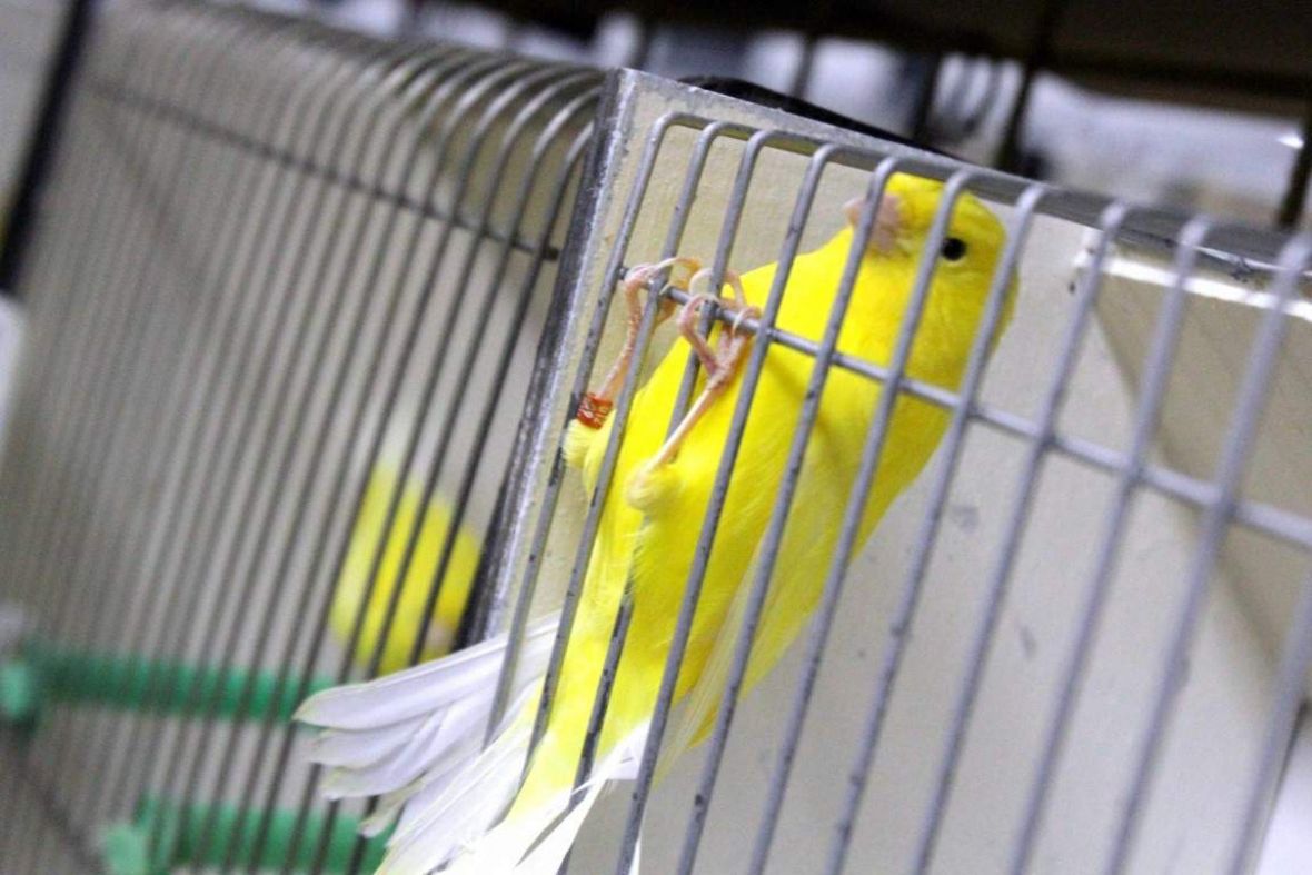 Sarajevo /Međunarodna ornitološka izložba: Leti riba - pliva ptica ...