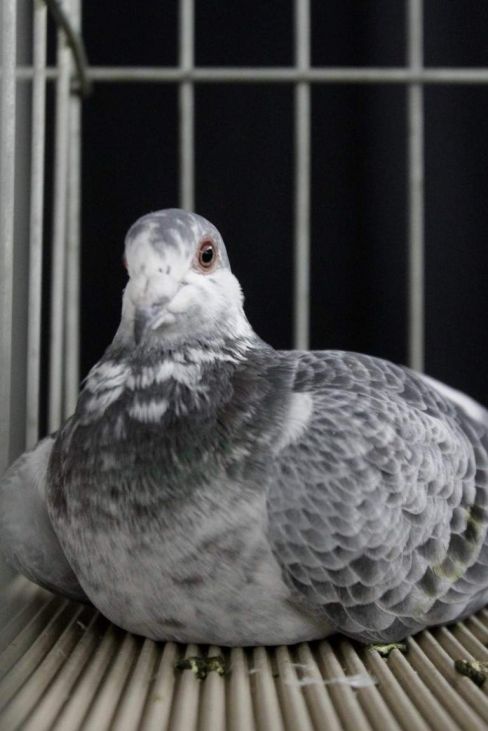 Sarajevo /Međunarodna ornitološka izložba: Leti riba - pliva ptica ...