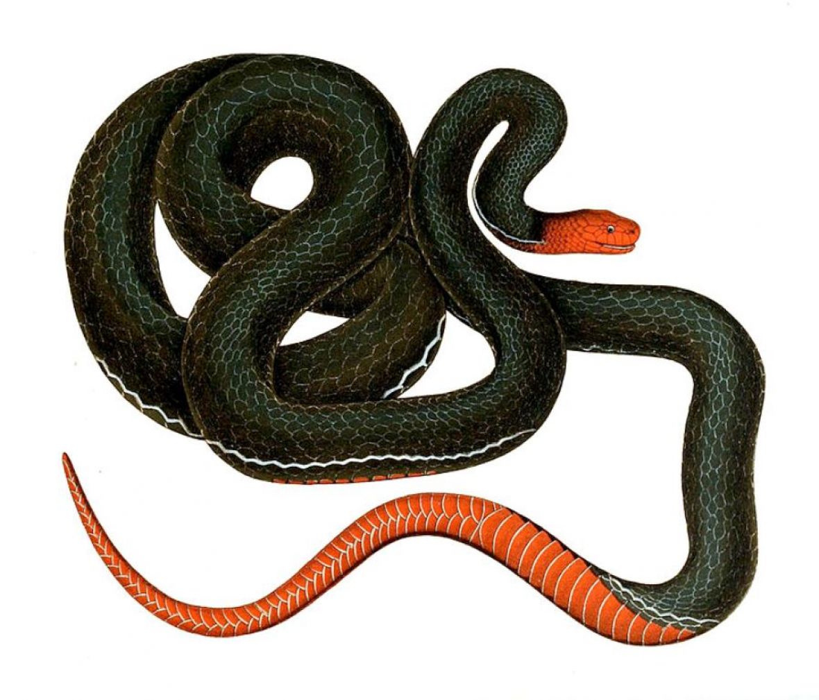 Nauka /Jedna od najotrovnijih zmija na svijetu mogla bi spasiti milione ...