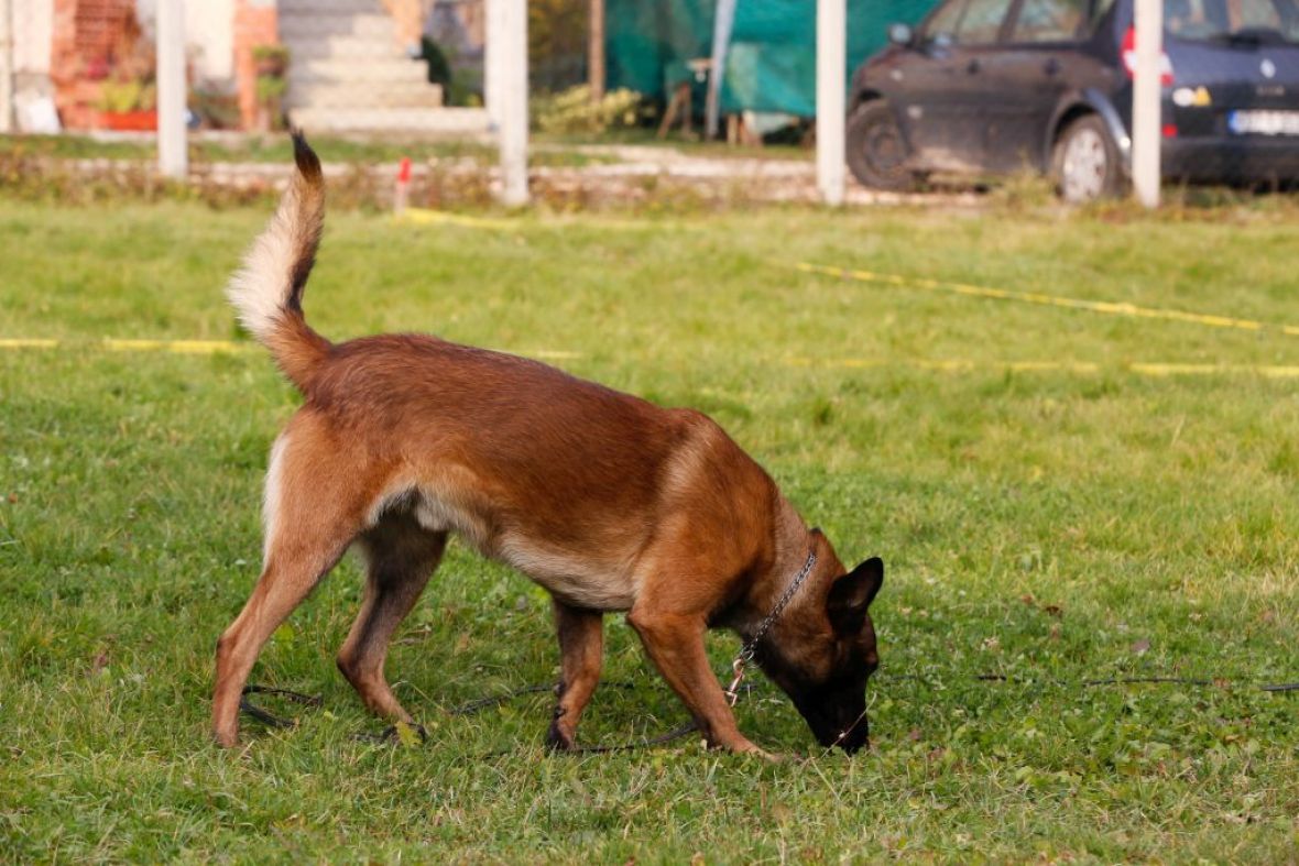 Deminiranje /Ovaj psić će spašavati ljudske živote, evo kako izgleda ...