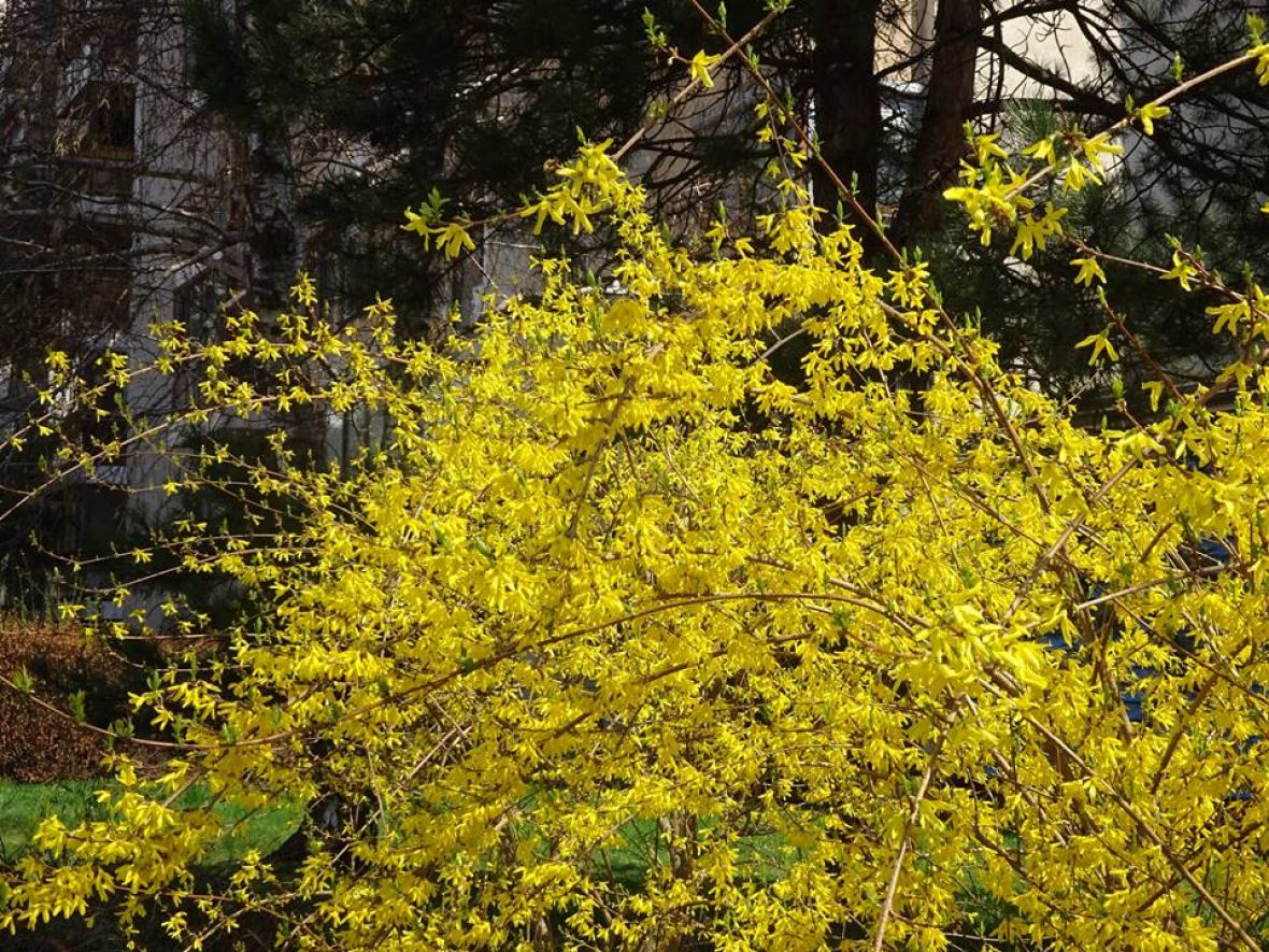 Foto /Sve behara i sve cvjeta: Šetnja probeharalim gradom / Radio Sarajevo