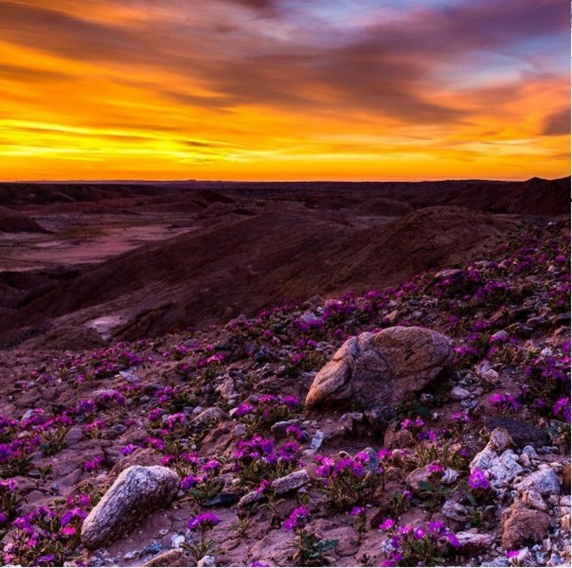 Kalifornija /Čuda prirode: Divno cvijeće procvalo u pustinji, turisti ...