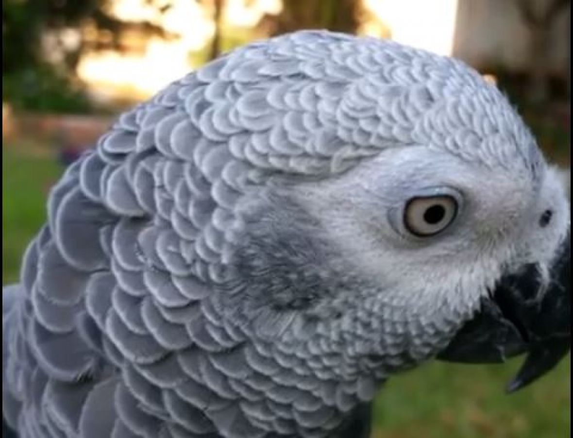Video /Genijalna papiga: Pogledajte šta sve umije svojim kljunom ...