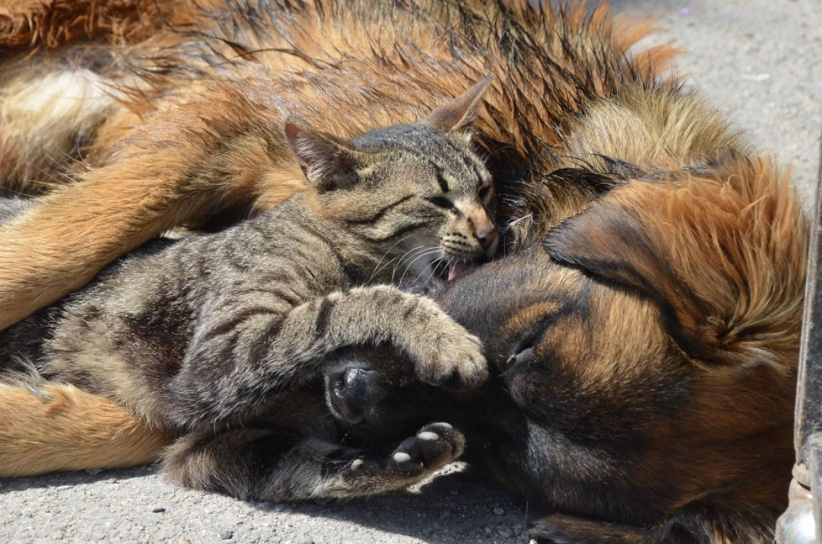 Turska /Fiko i Tomi su najbolji drugari: Mačka i pas postali atrakcija ...