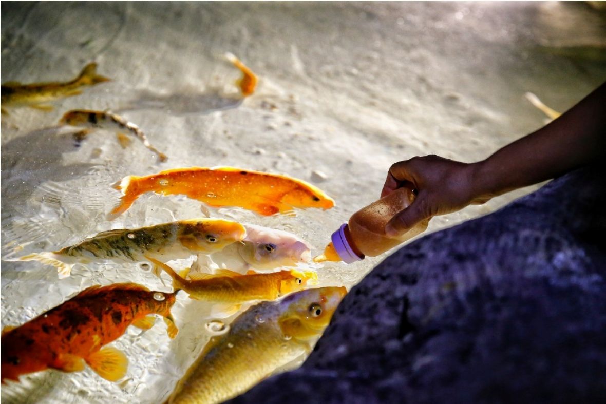 Antalija /Atrakcija u akvarijumu: Ribe hrane na flašice za bebe / Radio ...