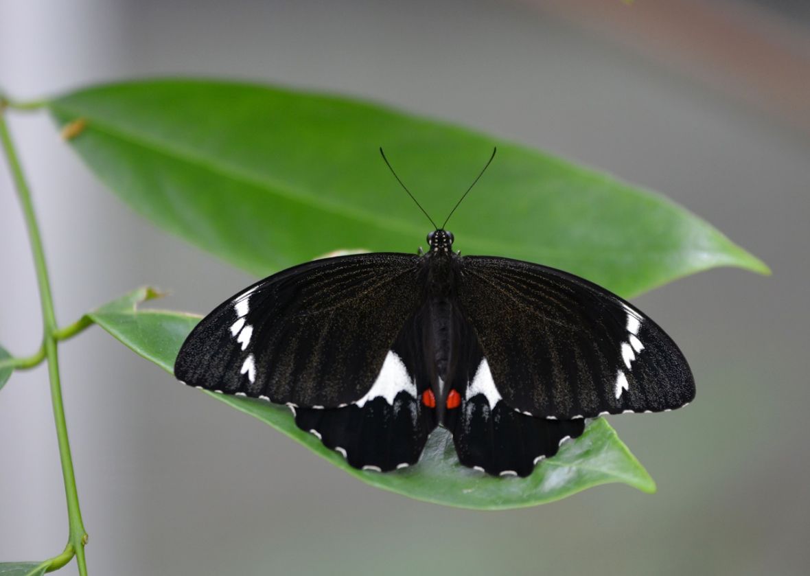 Zdravlje ekosistema /Igri leptira ljudi se dive još od drevnih vremena ...