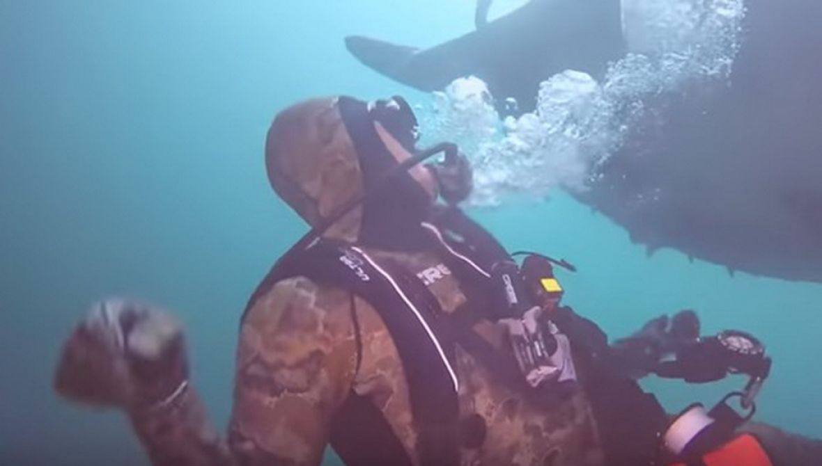 Zanimljivo /Divovska raža doplivala do ronioca i zamolila ga za pomoć ...