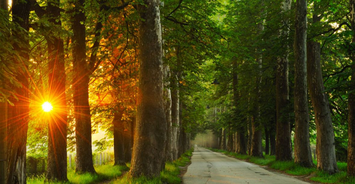 Najljepši drvored u BiH, zasađen u austrougarskom periodu ...