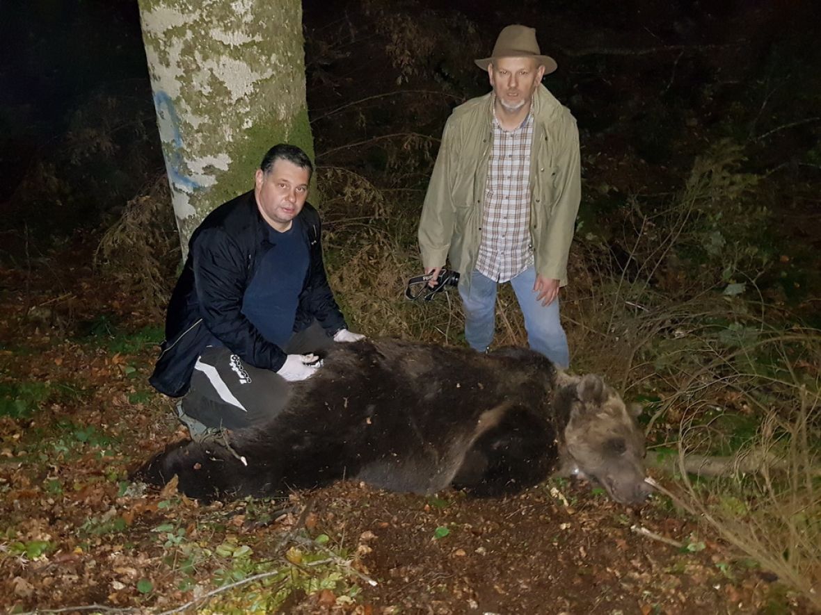 Crna Gora /Markiran jedan od najvećih mrkih medvjeda na Balkanu / Radio ...