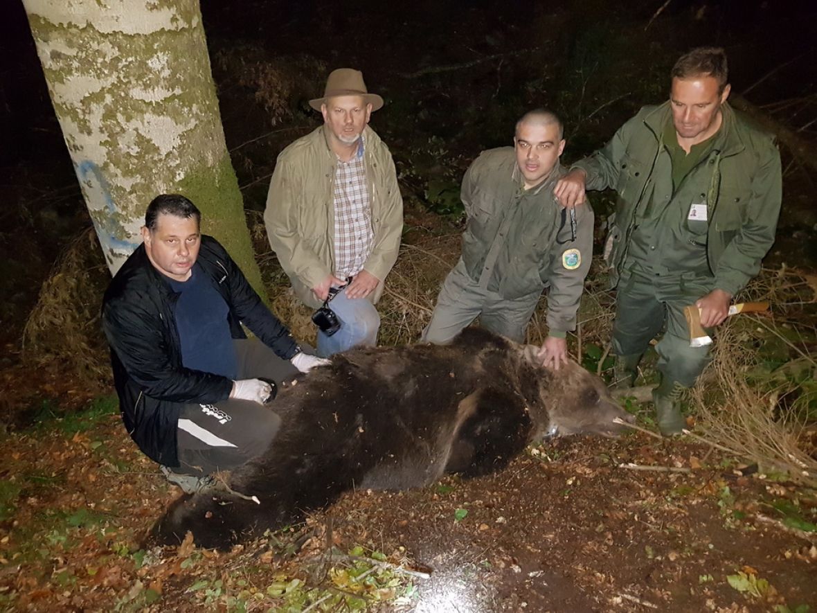 Crna Gora /Markiran jedan od najvećih mrkih medvjeda na Balkanu / Radio ...