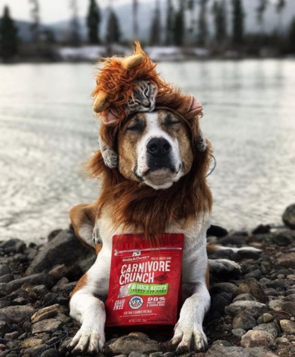 Simpatični duo /Veseli avanturisti: Pas i mačka zajedno putuju i ...