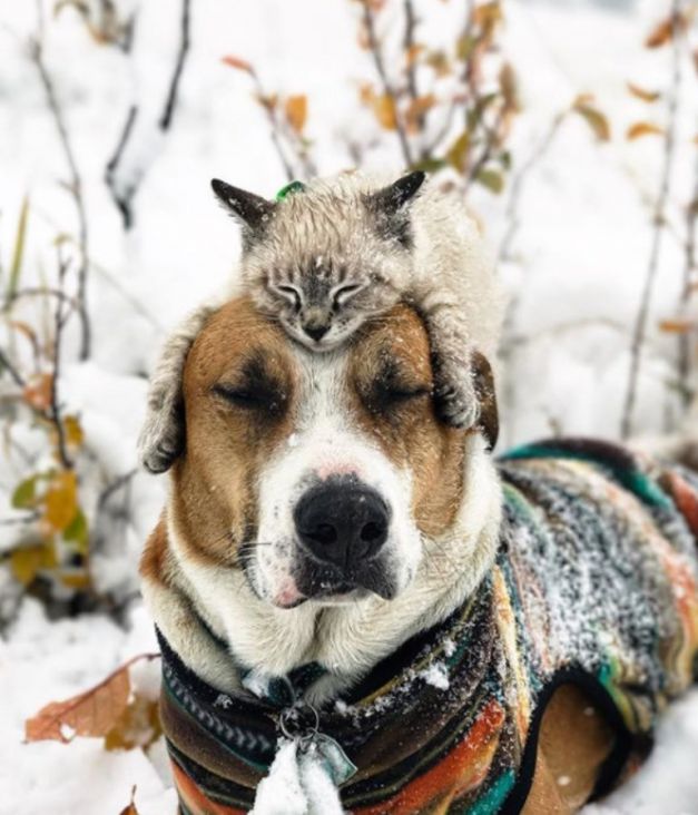 Simpatični duo /Veseli avanturisti: Pas i mačka zajedno putuju i ...