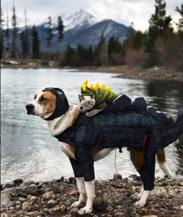 Simpatični duo /Veseli avanturisti: Pas i mačka zajedno putuju i ...