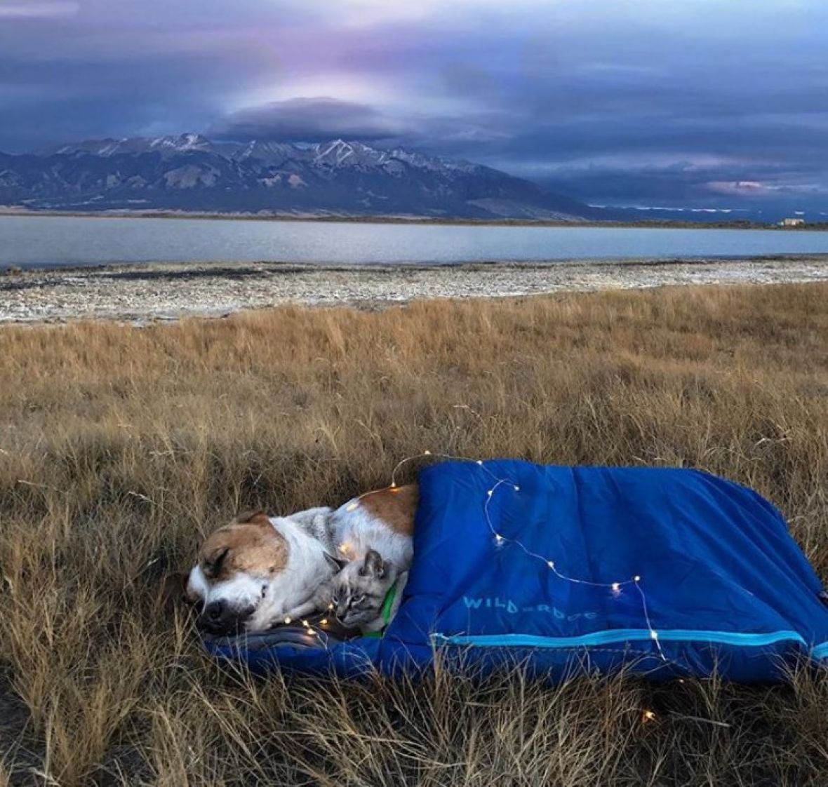 Simpatični duo /Veseli avanturisti: Pas i mačka zajedno putuju i ...