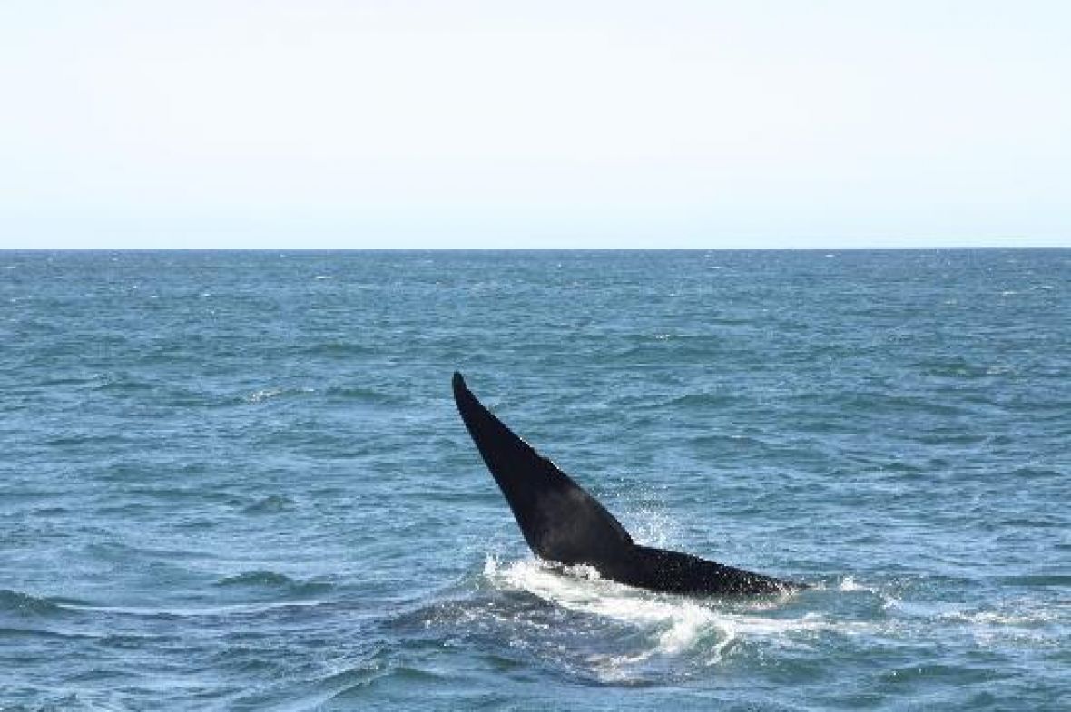 RH /U Jadransko more uplovio veliki kit, drugi po veličini koji je ...