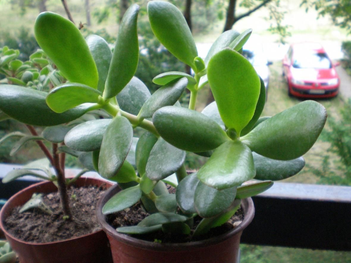 Zeleni saveznik /Biljka koju morate imati: Vjeruje se da privlači novac ...