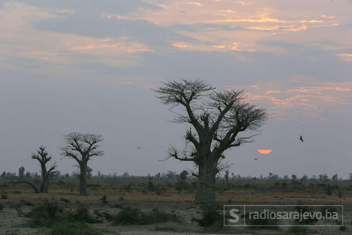 Zbog klimatskih promjena /Zaštitni znak savana: Nestaju najstariji ...