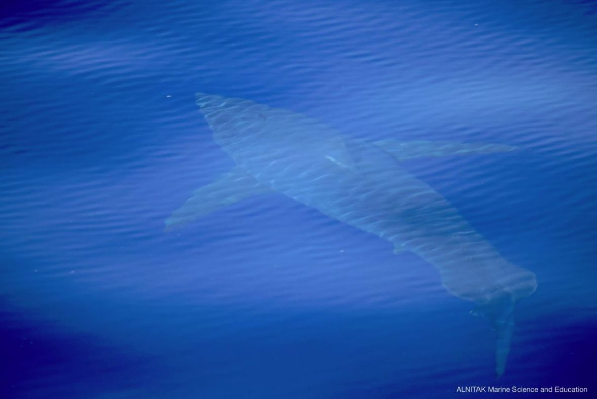 Nauka /Prvi put u 30 godina: Velika bijela ajkula uočena kraj obala ...