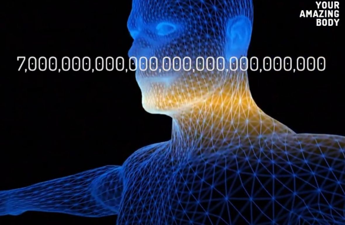 Anatomija /Naučite od čega je sastavljeno ljudsko tijelo / Radio Sarajevo