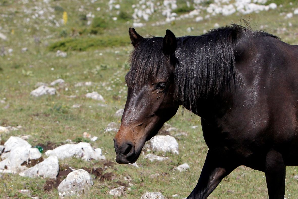 Srbija /Krda slobodnih konja na Suvoj planini oduševljavaju ljubitelje ...