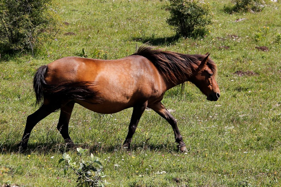 Srbija /Krda slobodnih konja na Suvoj planini oduševljavaju ljubitelje ...