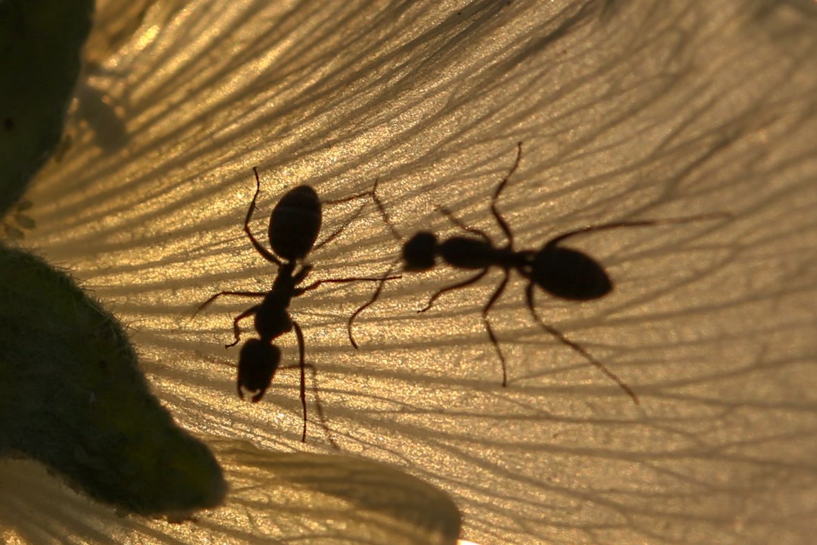 Mravi uvijek iznova iznenađuju naučnike - Radiosarajevo.ba