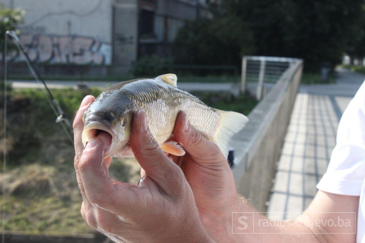 Sarajevo /Ribari na Miljacki: Ulovimo i tri ribe dnevno i svaku vratimo ...