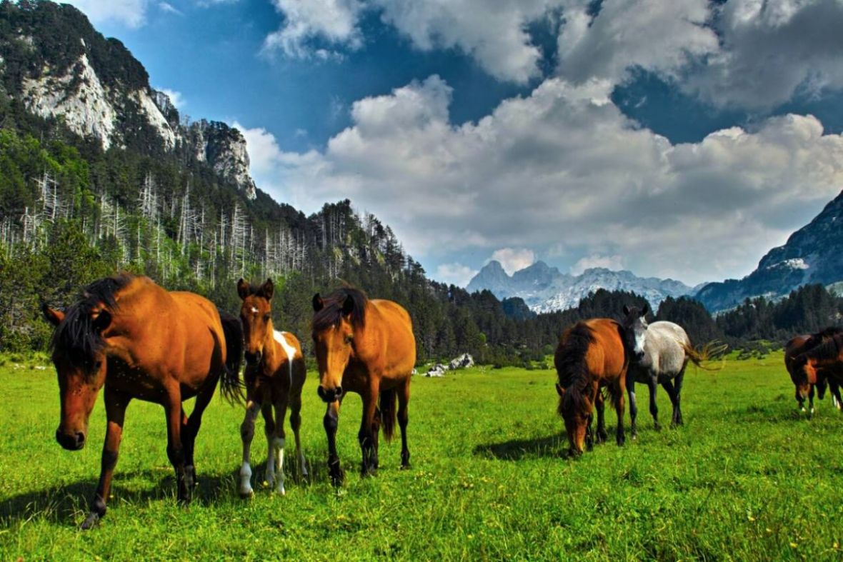 BiH /Dinno Kasalo u borbi za bosanskog brdskog konja i planinu Prenj ...