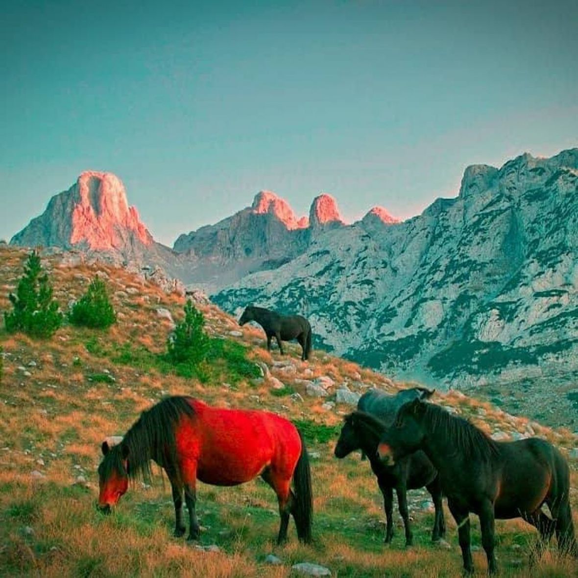 BiH /Dinno Kasalo u borbi za bosanskog brdskog konja i planinu Prenj ...