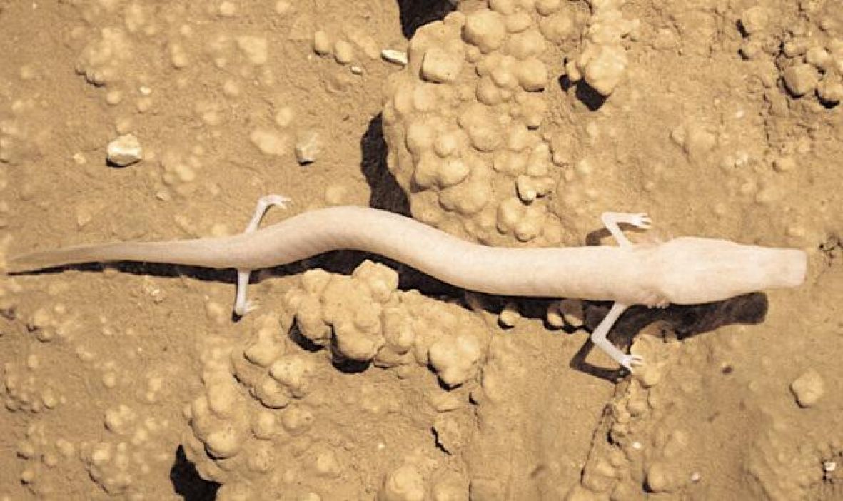 Trebinje /Endemska vrsta u ozbiljnoj opasnosti: Čovječijoj ribici ...